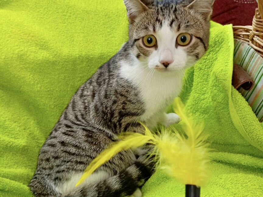 Европейская красавица