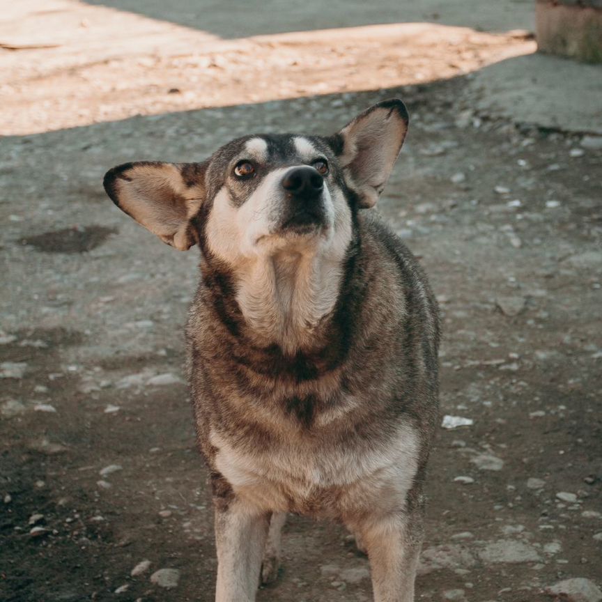 Метис хаски пёс по кличке Волчарик бесплатно толст