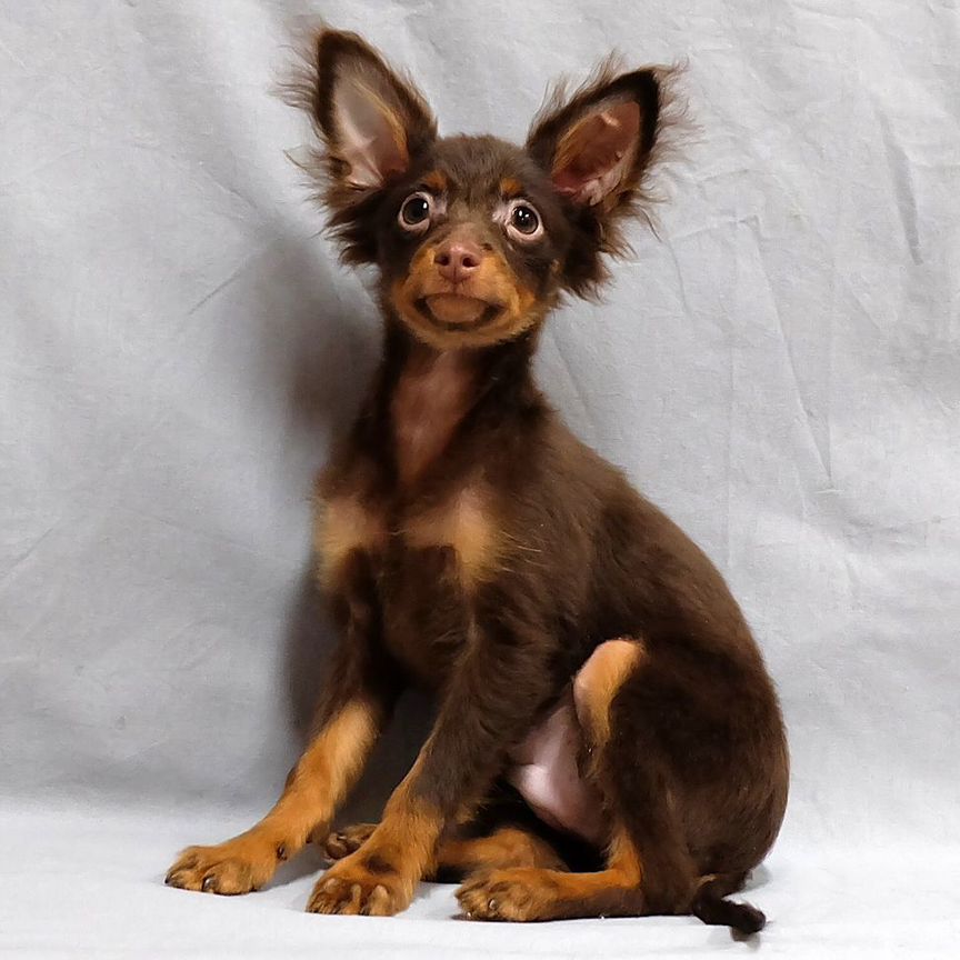 Русский той-терьер, щенок