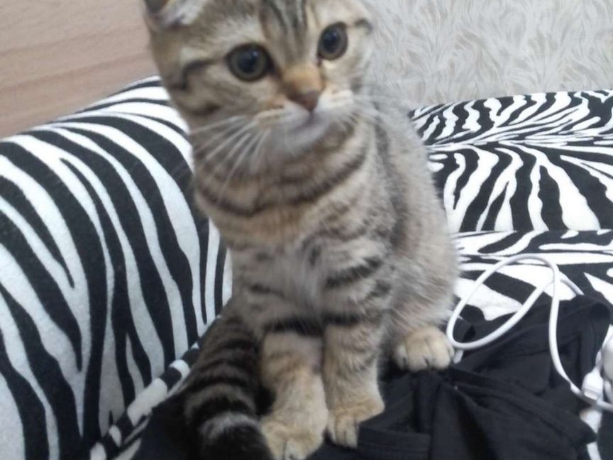 Шотландская вислоухая