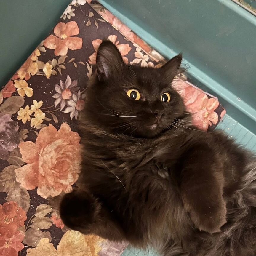 Отдам кота
