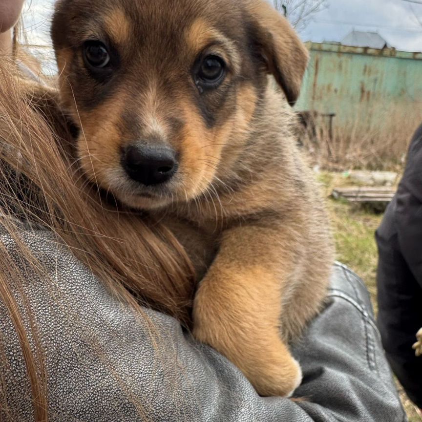 Щенок девочка бесплатно