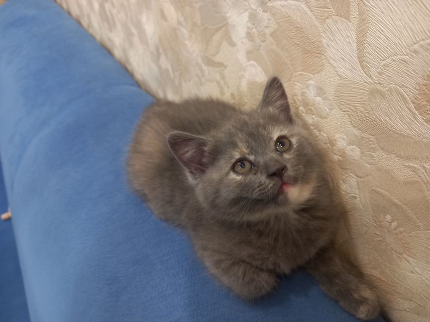 Кошечка 1.5 мес