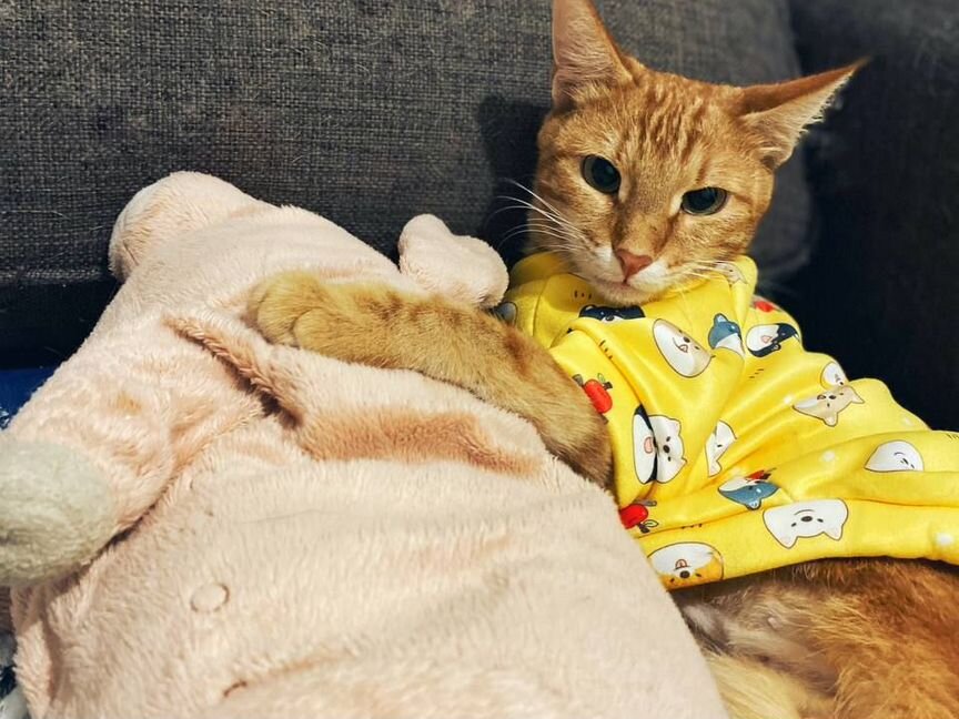 Ласковая кошечка в добрые руки