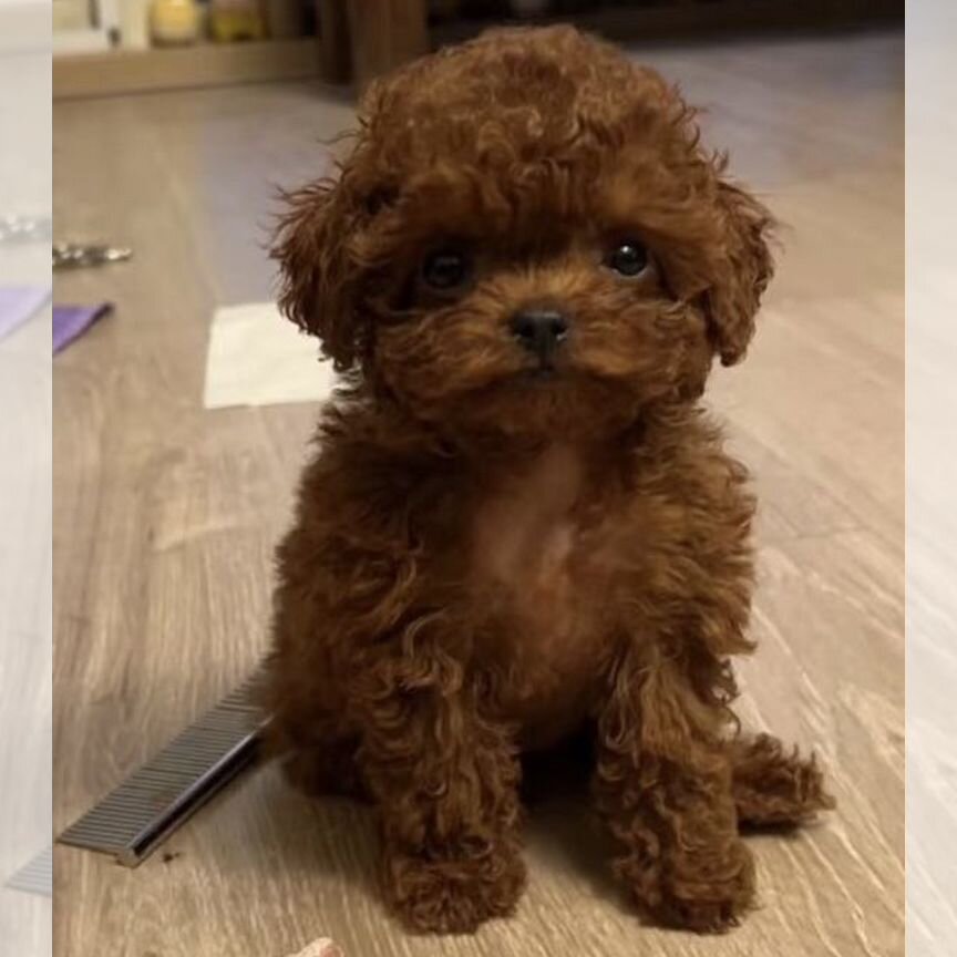 Мальтипу, щенок