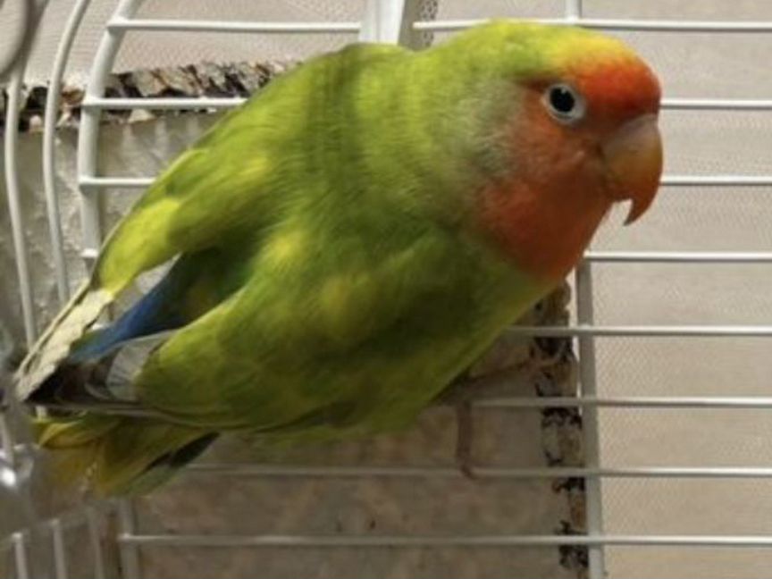 Попугай неразлучник обмен или продажа