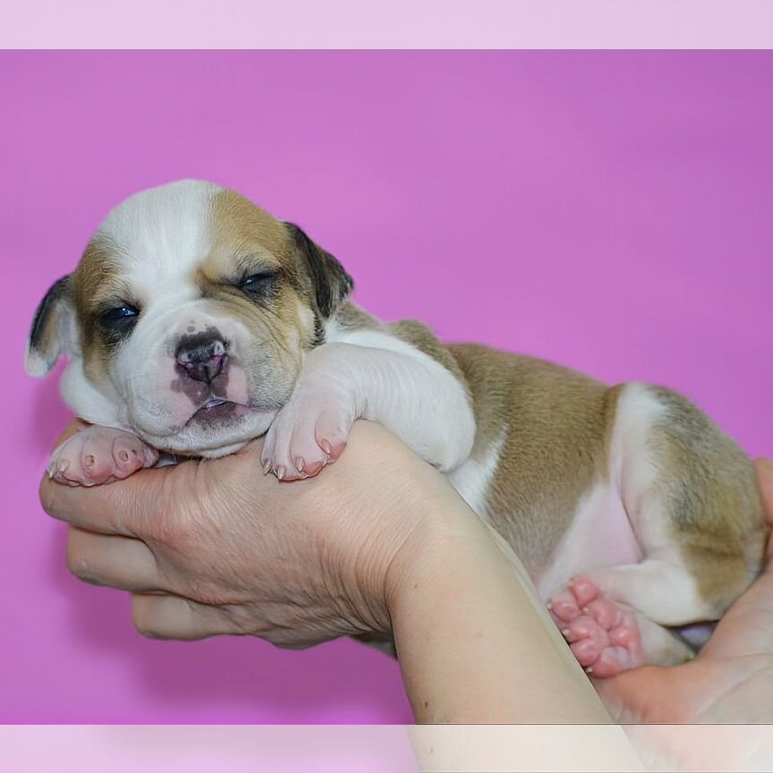 Американский стаффордширский терьер, щенок