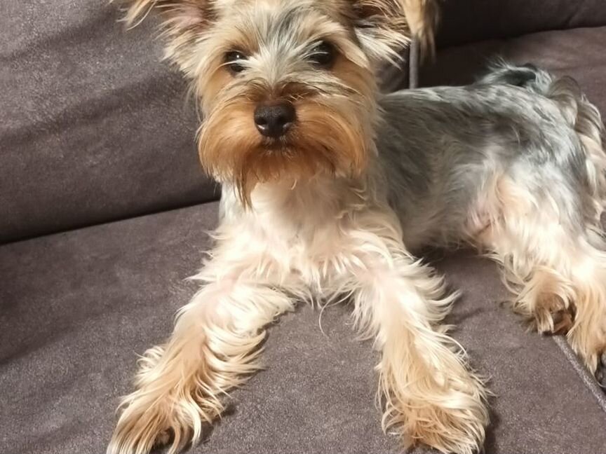 Йорк,хочет девочку,цена 1р. После рождения щенок