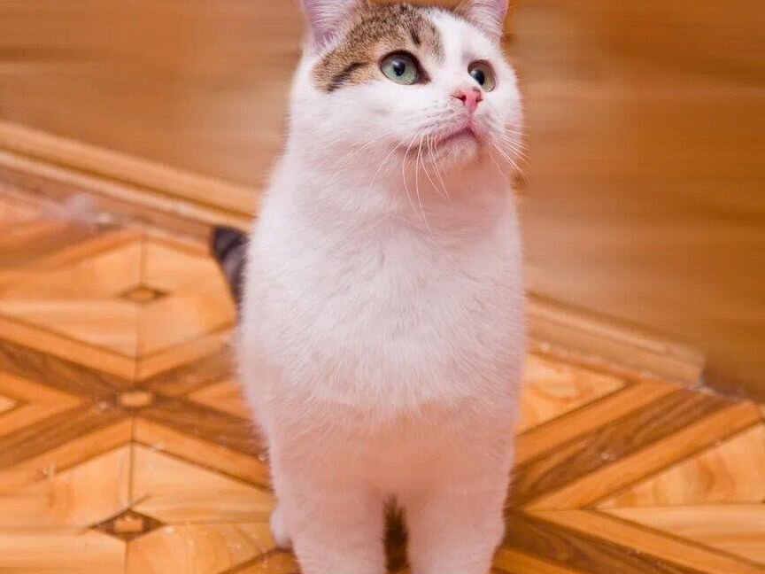 Кот Василек 2 года