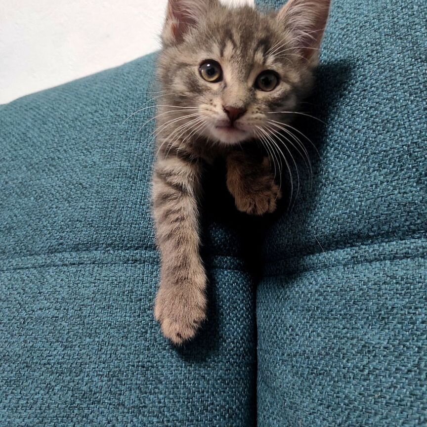 Котёнок Тод