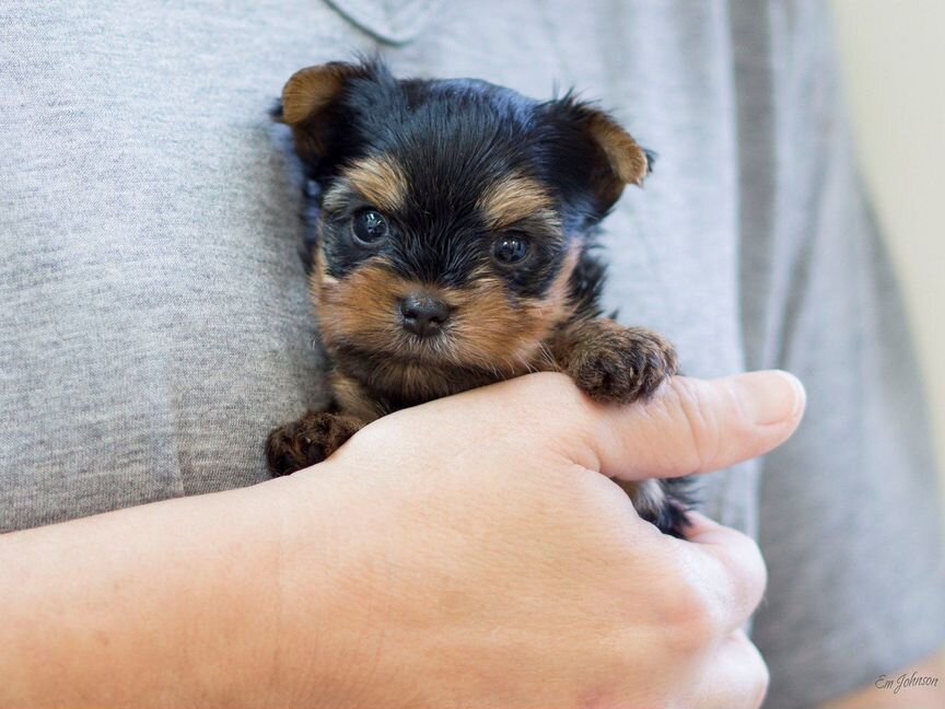Шикарные щенки мини йорка С мордочкой беби фейс