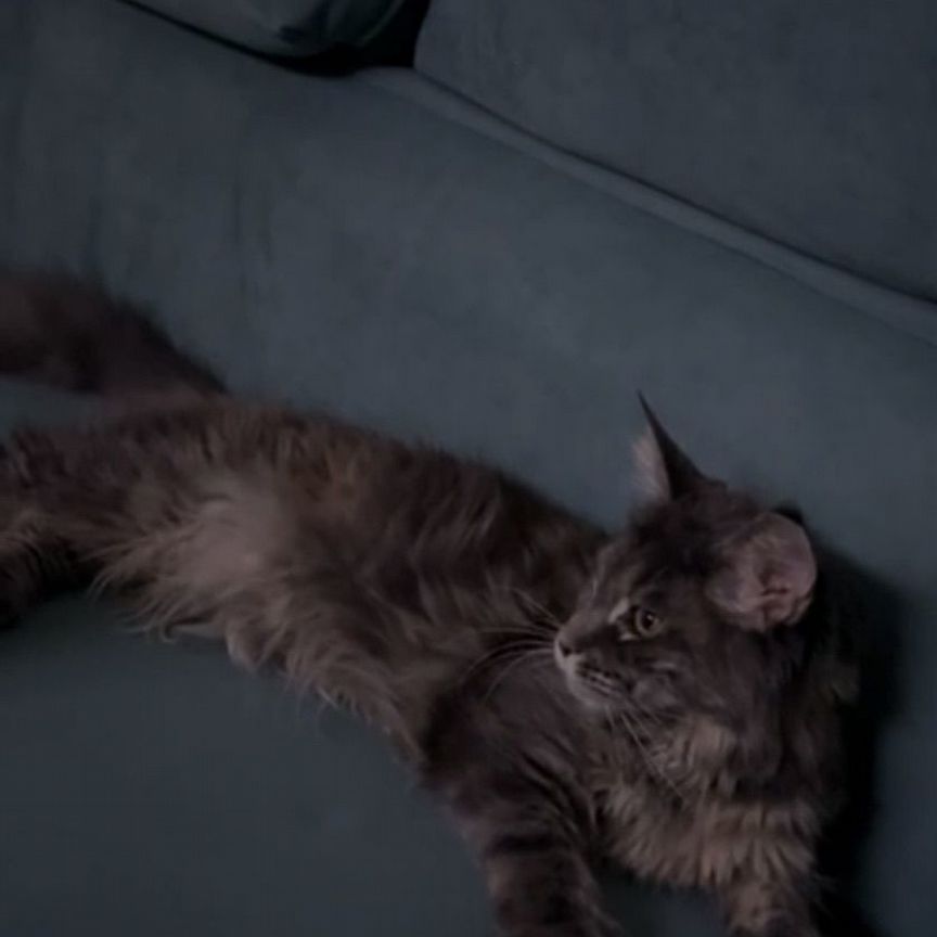 Кошка мейн кун