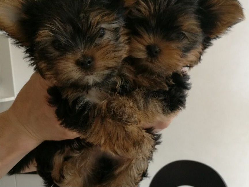 Мини йорка прелестные щенки С мор дочкой беби фейс