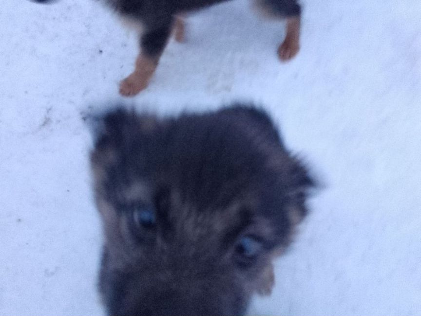 Щенки немки