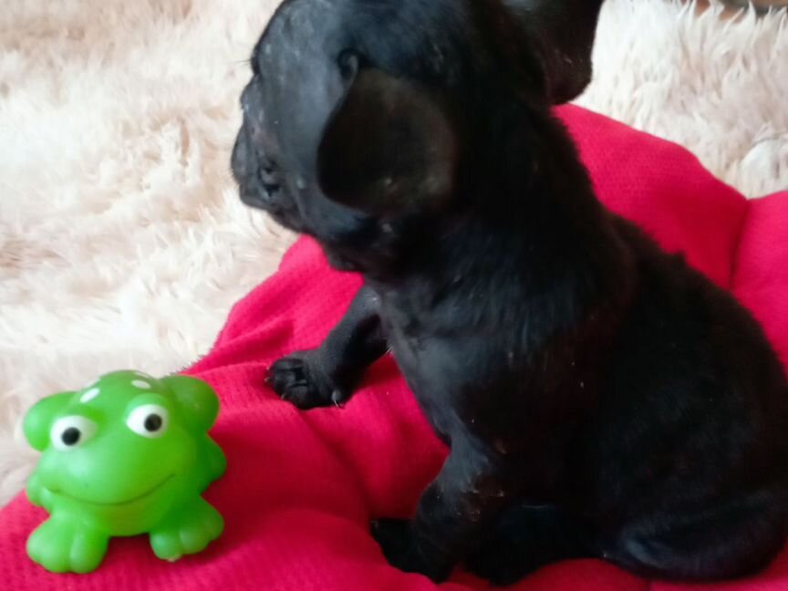 Щенки французского бульдога