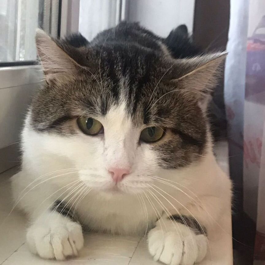 Котик, спасённый из подвала