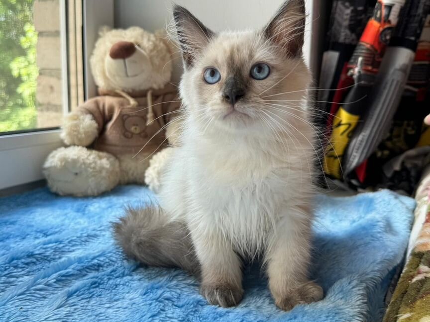 Невский котёнок-котик