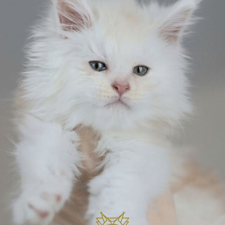 Котята мейн-кун из питомника