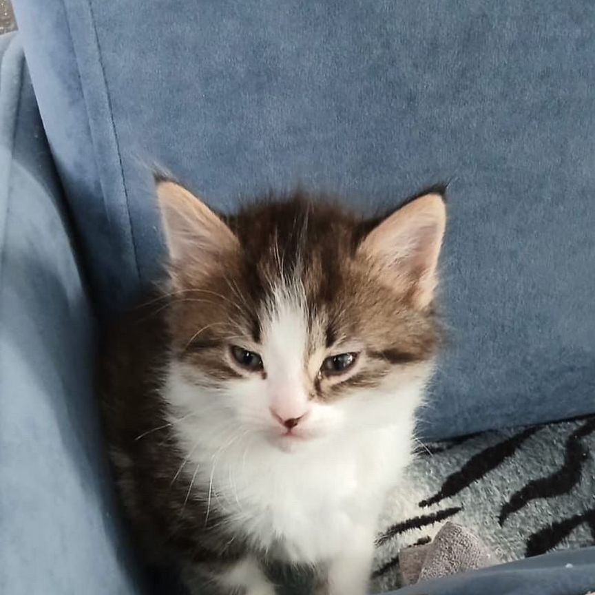 Маленькие котята в поисках дома