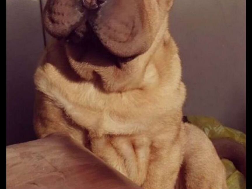 Щенки шарпей