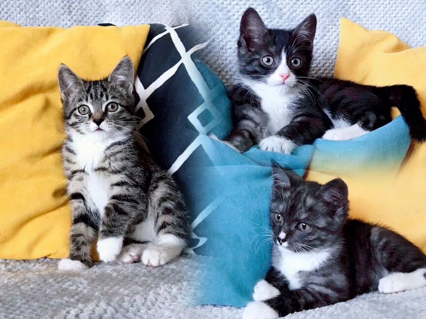 Милейшие котята ищут дом