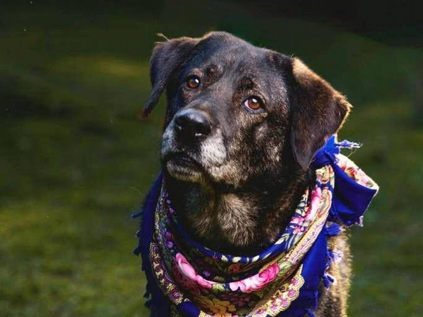 Герда друг детей в добрые руки