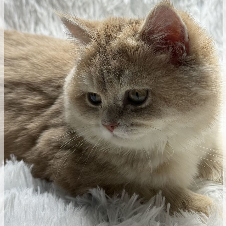 Шотландский прямоухий короткошёрстный котёнок