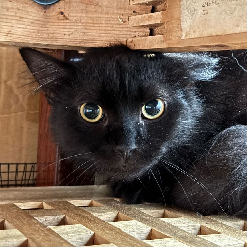 Чудесный котик Бармалейка в добрые руки