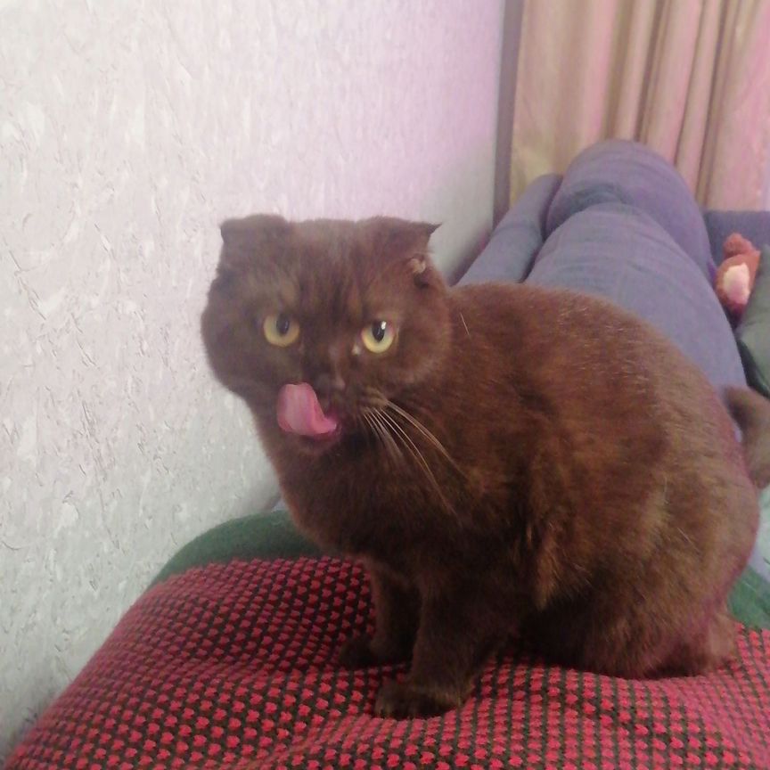 Шотландская кошка, вислоушка ждёт котика