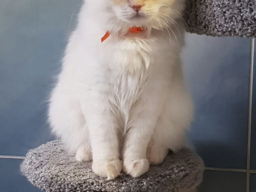 Кот Невской Маскарадной