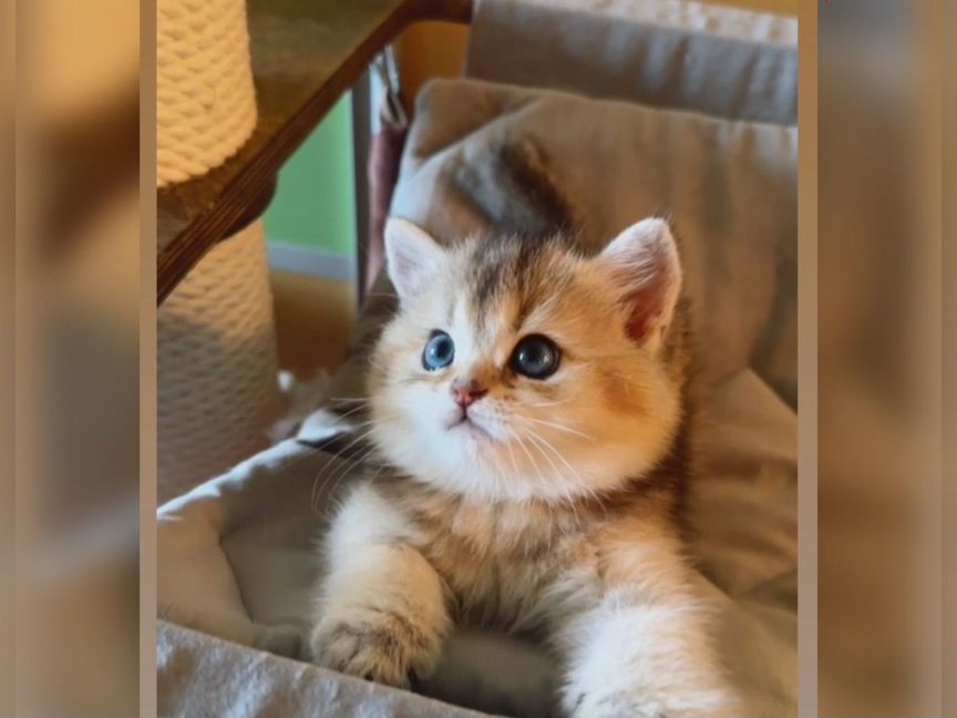 Британская золотая шиншилла