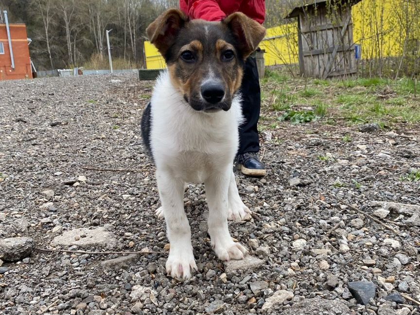 Щенок в добрые руки