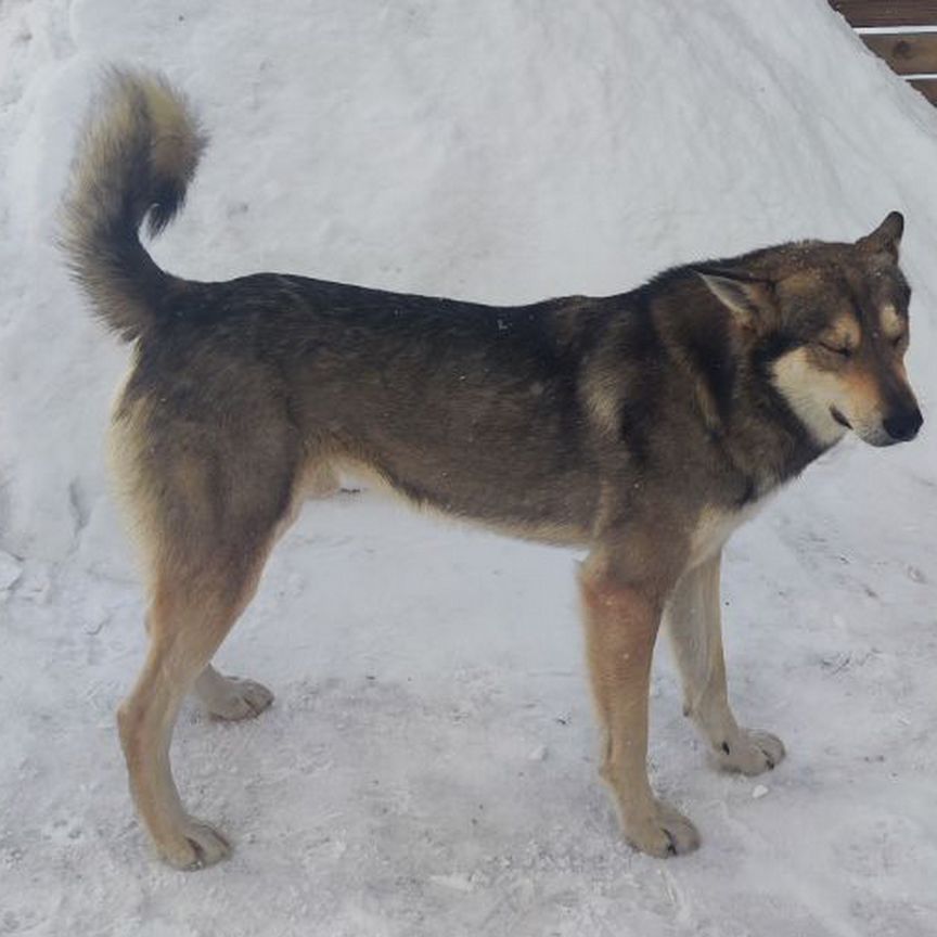 Продам кабеля Западно-Сибирской лайки