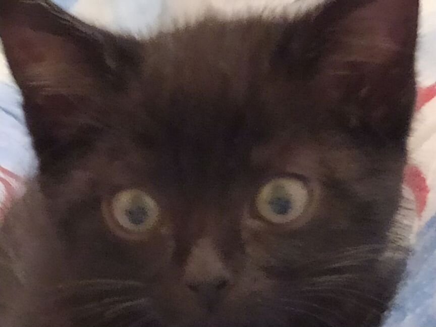 Котёнок