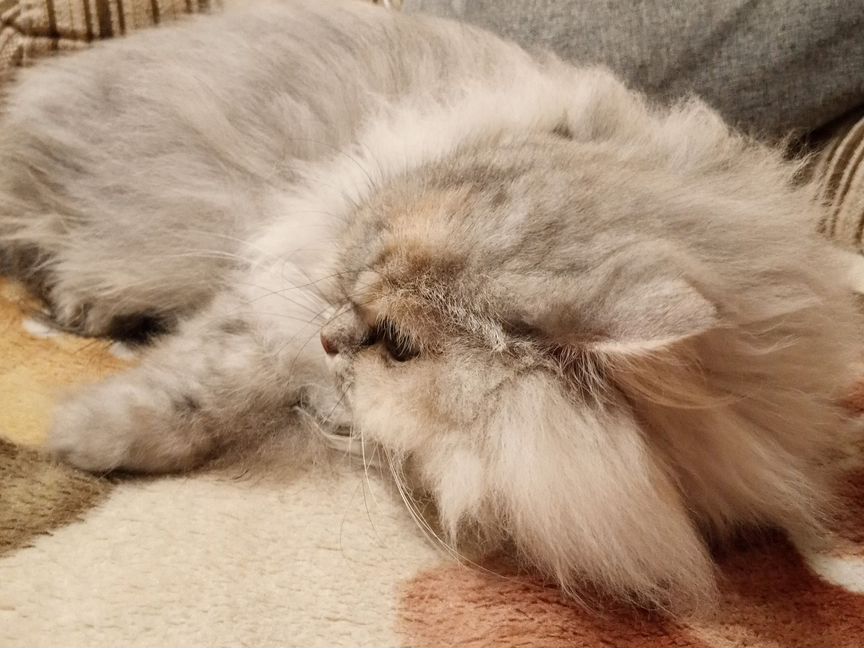 Отдам в добрые руки