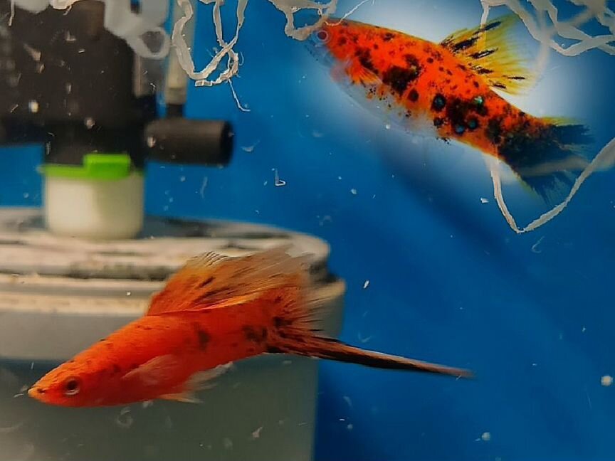 Меченосец флаговый Tiger Red