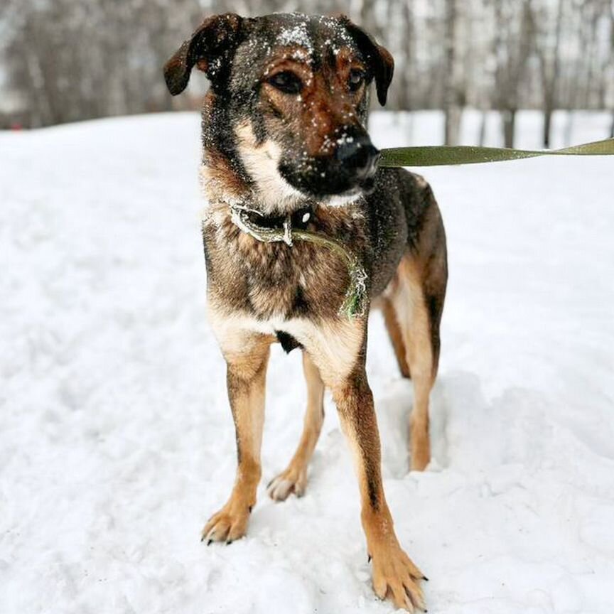 Собака в добрые руки бесплатно ищет дом из приюта