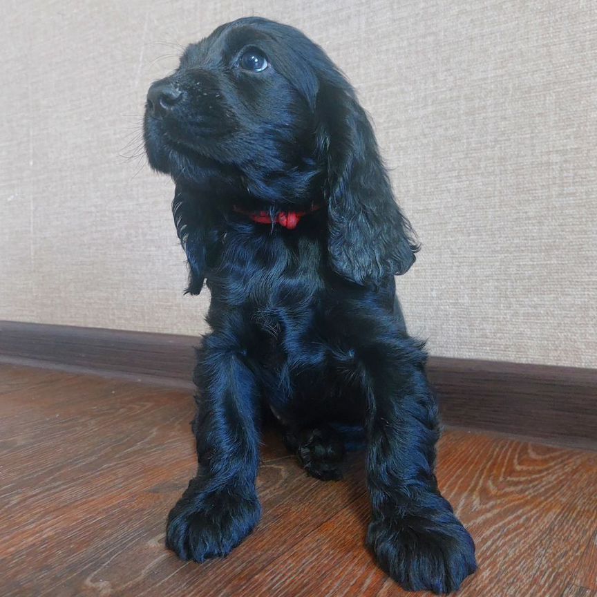 Английский кокер-спаниель, щенок