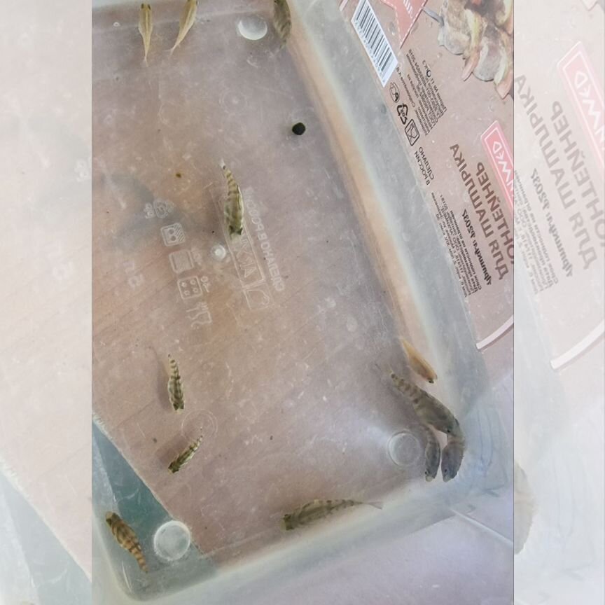 Мальки попугайчики