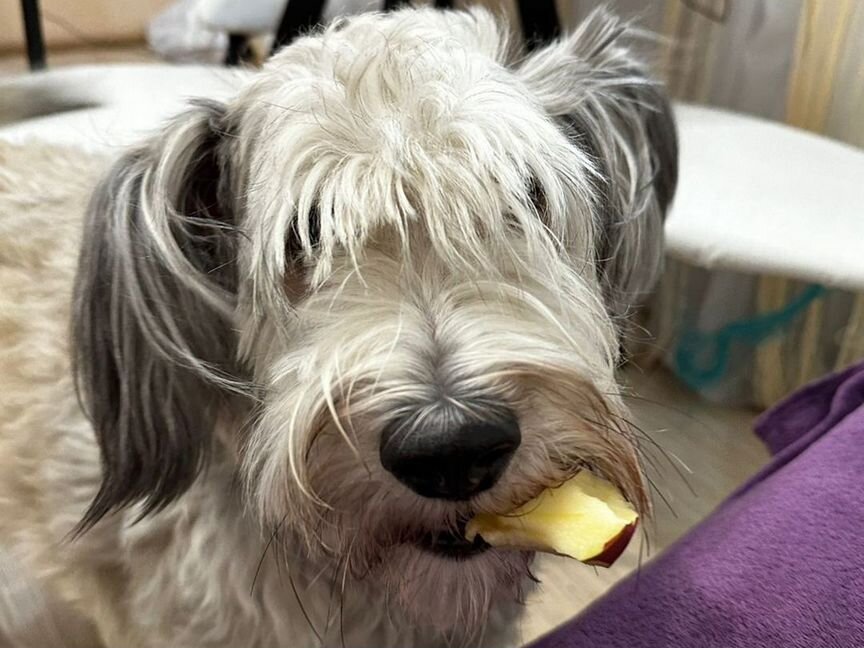 Отдам собаку в добрые руки