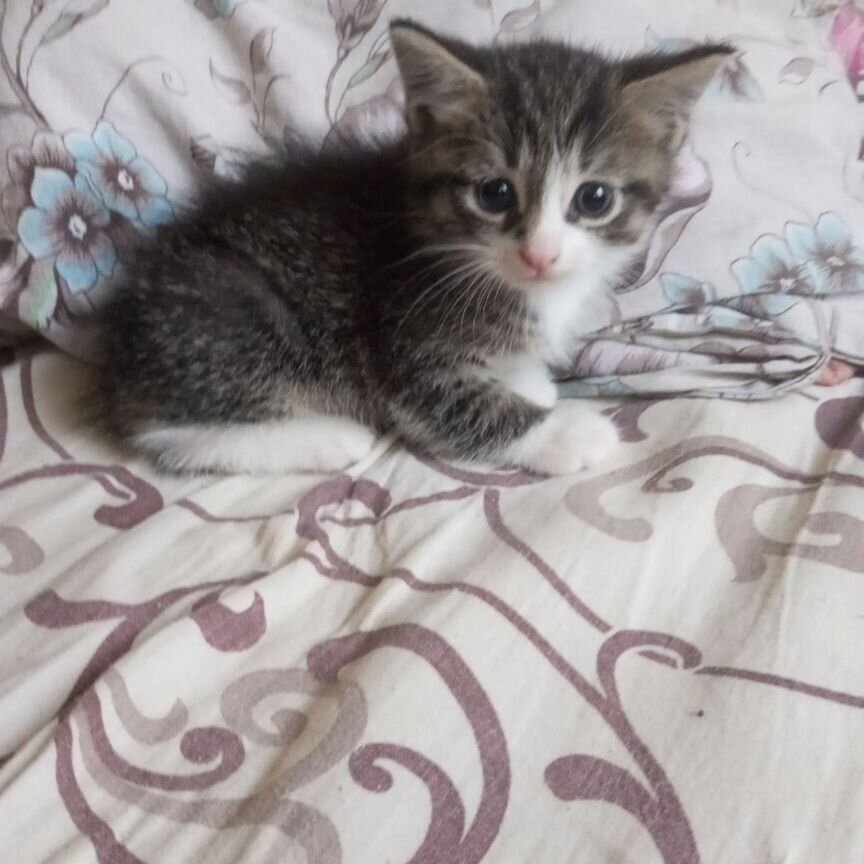 Котёнок