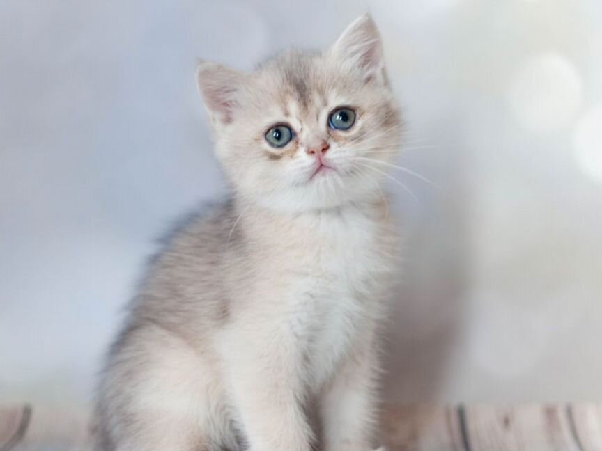 Кошечка голубая золотая шиншилла