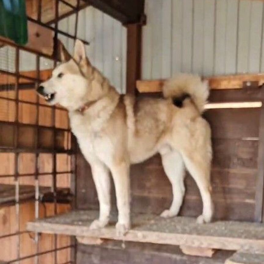 Кобель зсл 3года