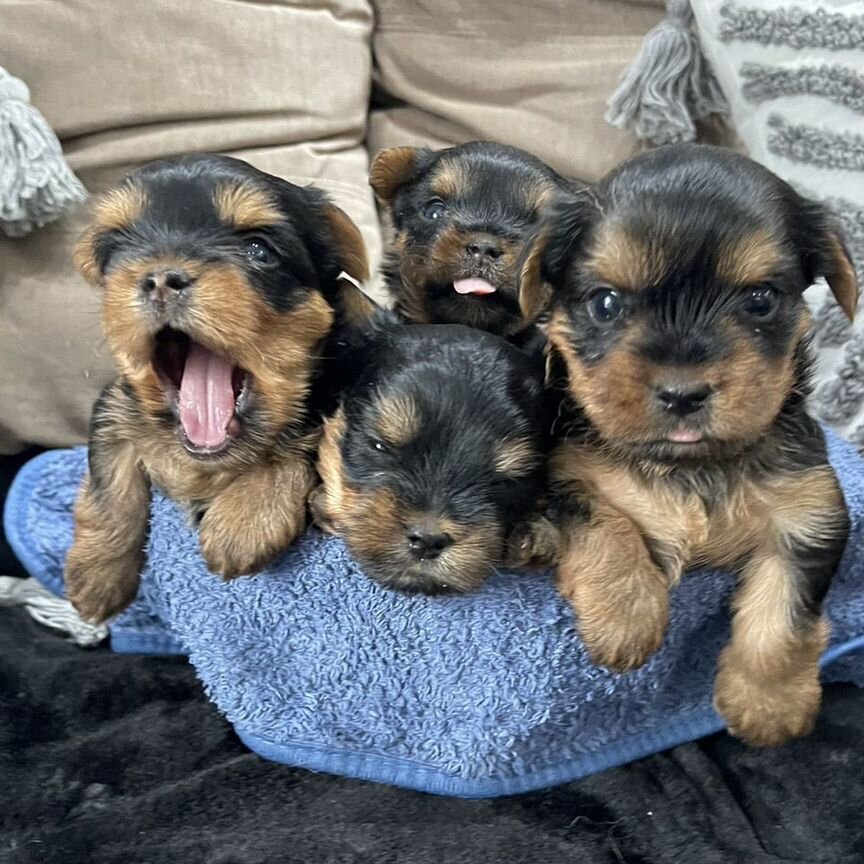 Йоркширский терьер, щенок