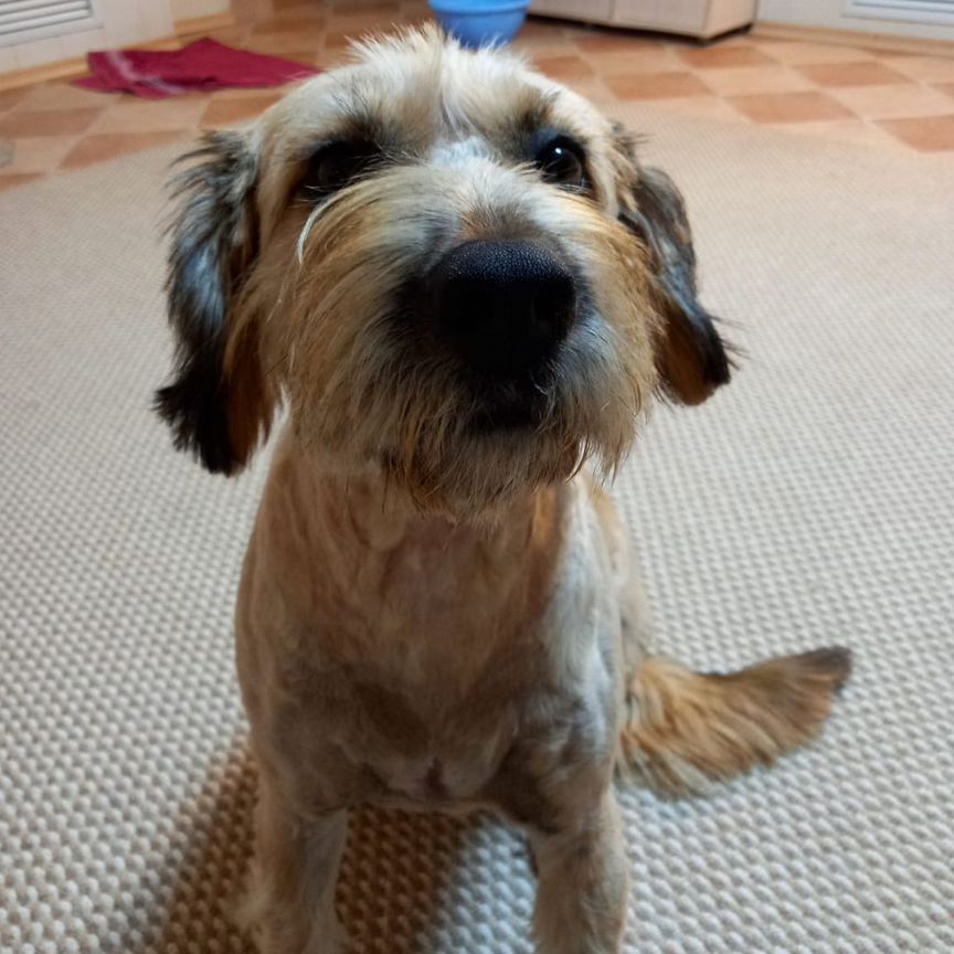 Собака в добрые руки