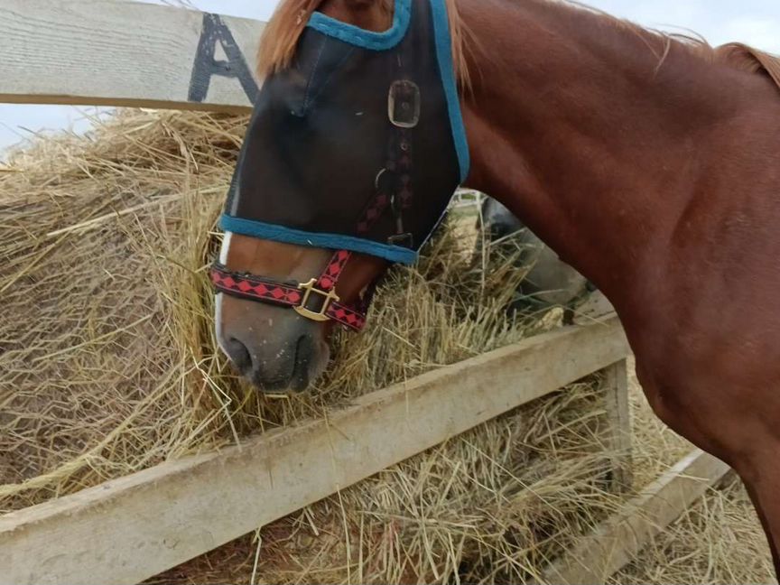 Антимоскитная маска для лошади