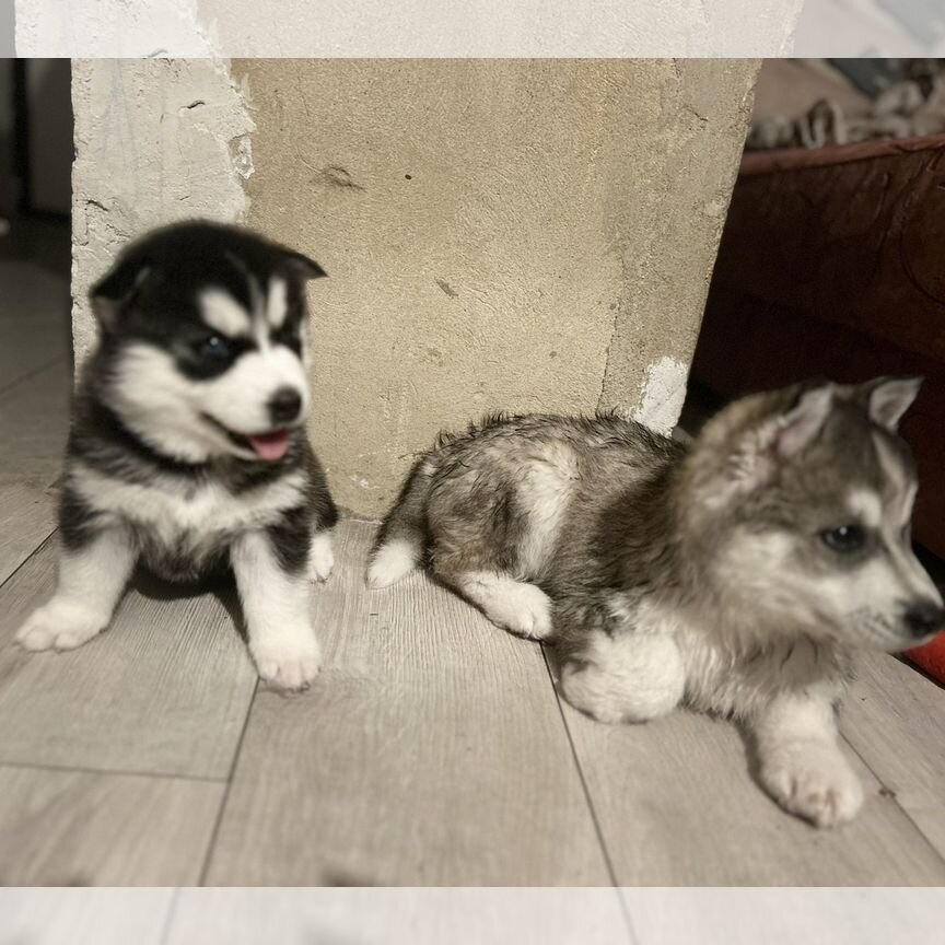 Аляскинский хаски, щенок