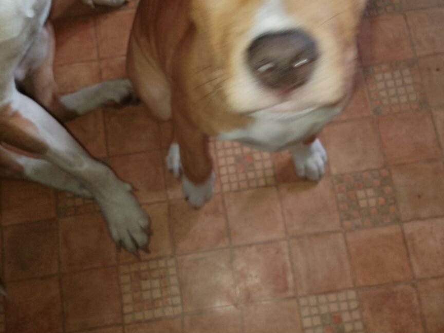 Продается амстаф девочка