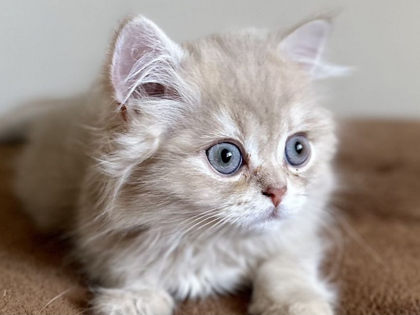 Лиловый шотландский кот