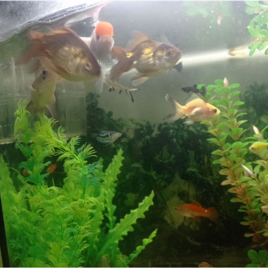 Аквариумные рыбки золотые, сомики